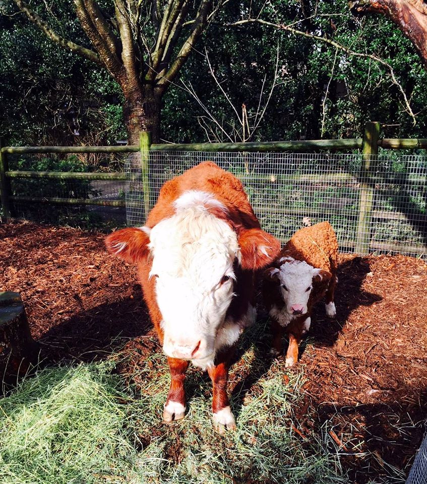 See Animals Galore at Fox Hollow Farms | Seattle's Child