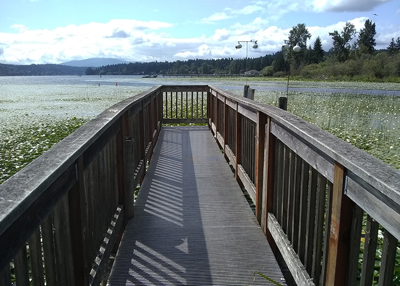 5 wetland boardwalks to explore with your family | Seattle's Child