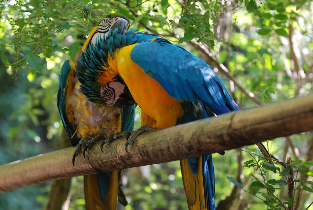 Explore: Animals | Seattle's Child