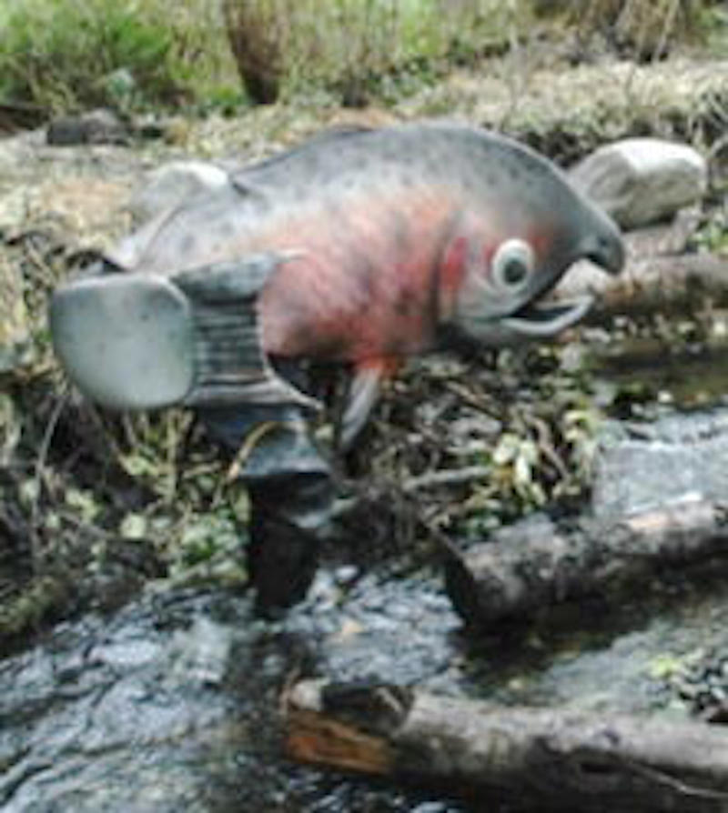 Come See Sammy the Salmon in Kenmore | Seattle's Child