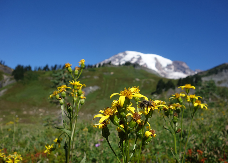 Mount Rainier wildflowers in peak bloom: Tips for viewing with your ...