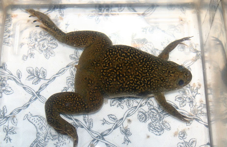 #LoveYourPetDay: The story of Fluffy the 32-year-old frog