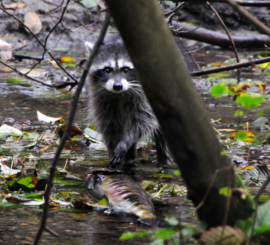 Reptile Man; salmon at Carkeek Park | Seattle's Child