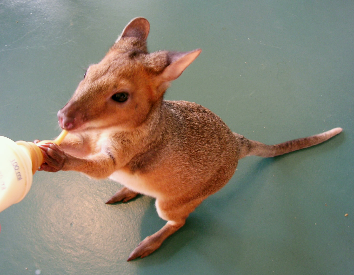 Sightings of Baby Wallaby at Woodland Park Zoo | Seattle's Child
