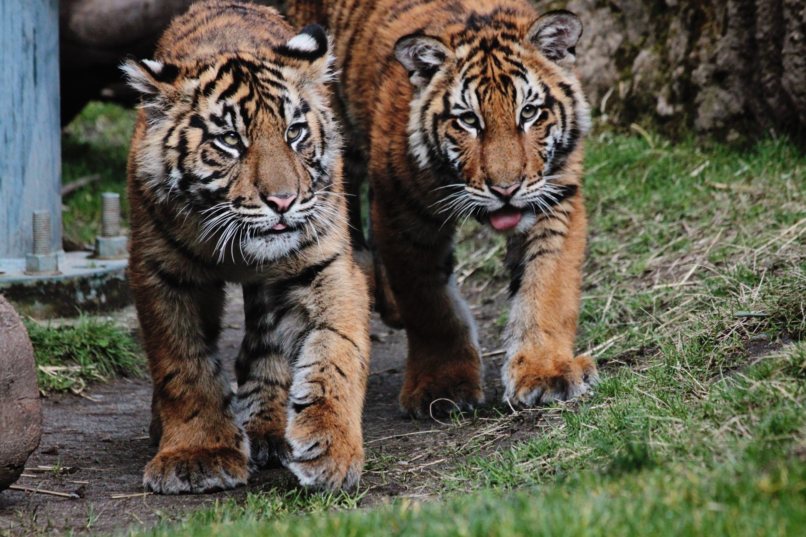 The Tiger Boys Turn 1! | Seattle's Child