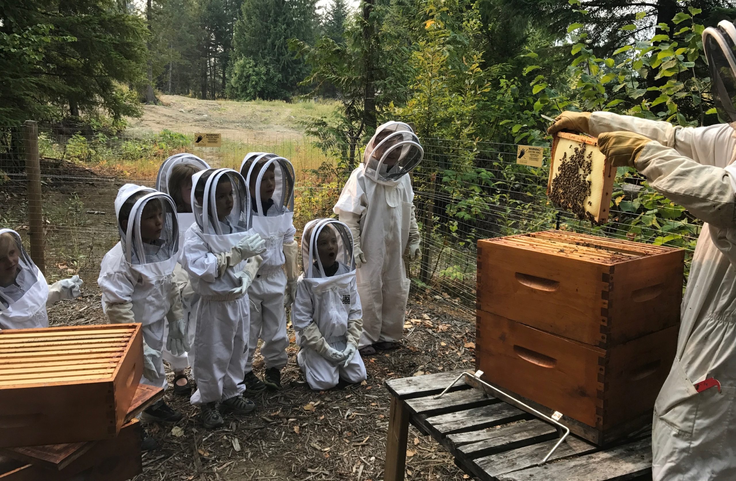 'Give bees a chance': Teach your kids about these crucial creatures ...