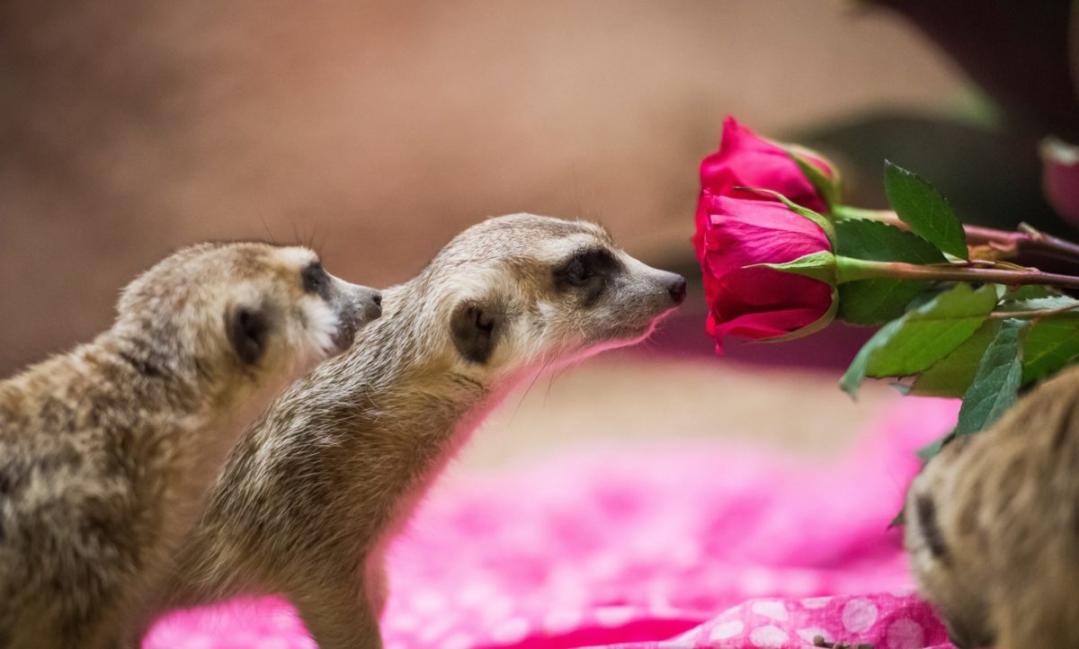 Point Defiance Zoo animals will celebrate Valentine's Day a week late ...