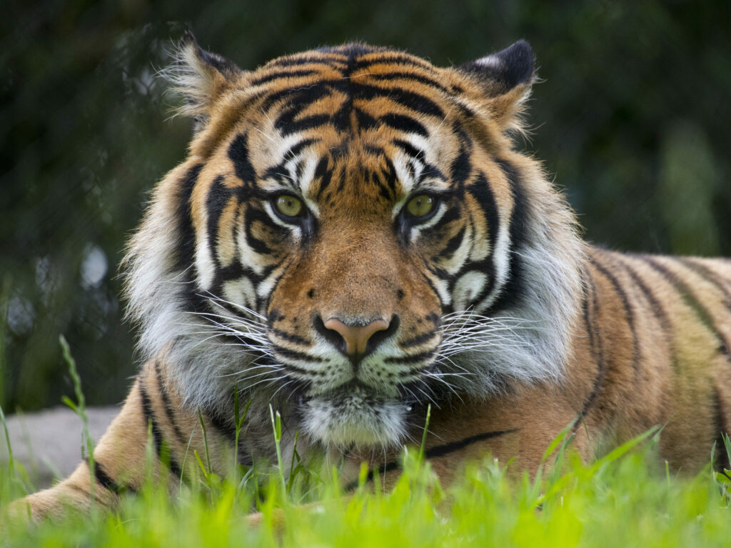 Point Defiance Zoo welcomes a new tiger, Raja | Seattle's Child