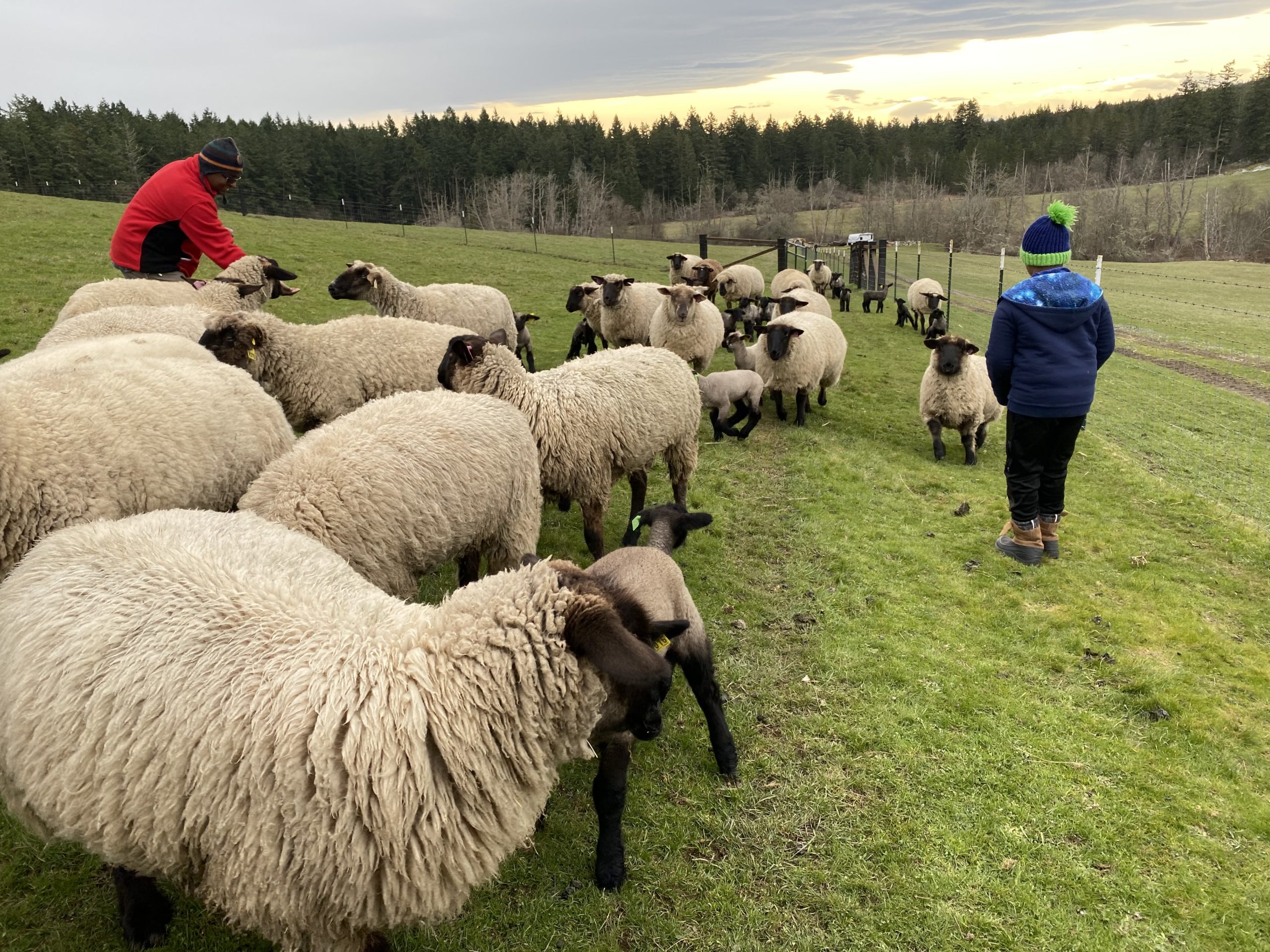 San Juan Island family fun: Visiting a sheep farm | Seattle's Child