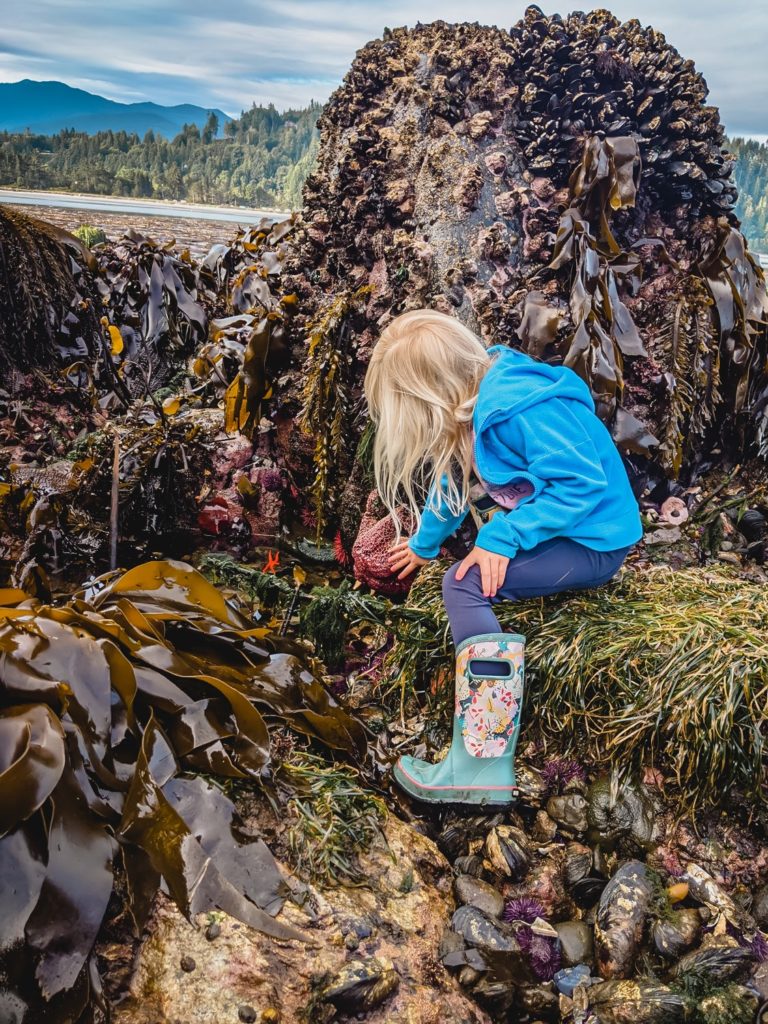Seattle-area tide pool exploration guide | Seattle's Child