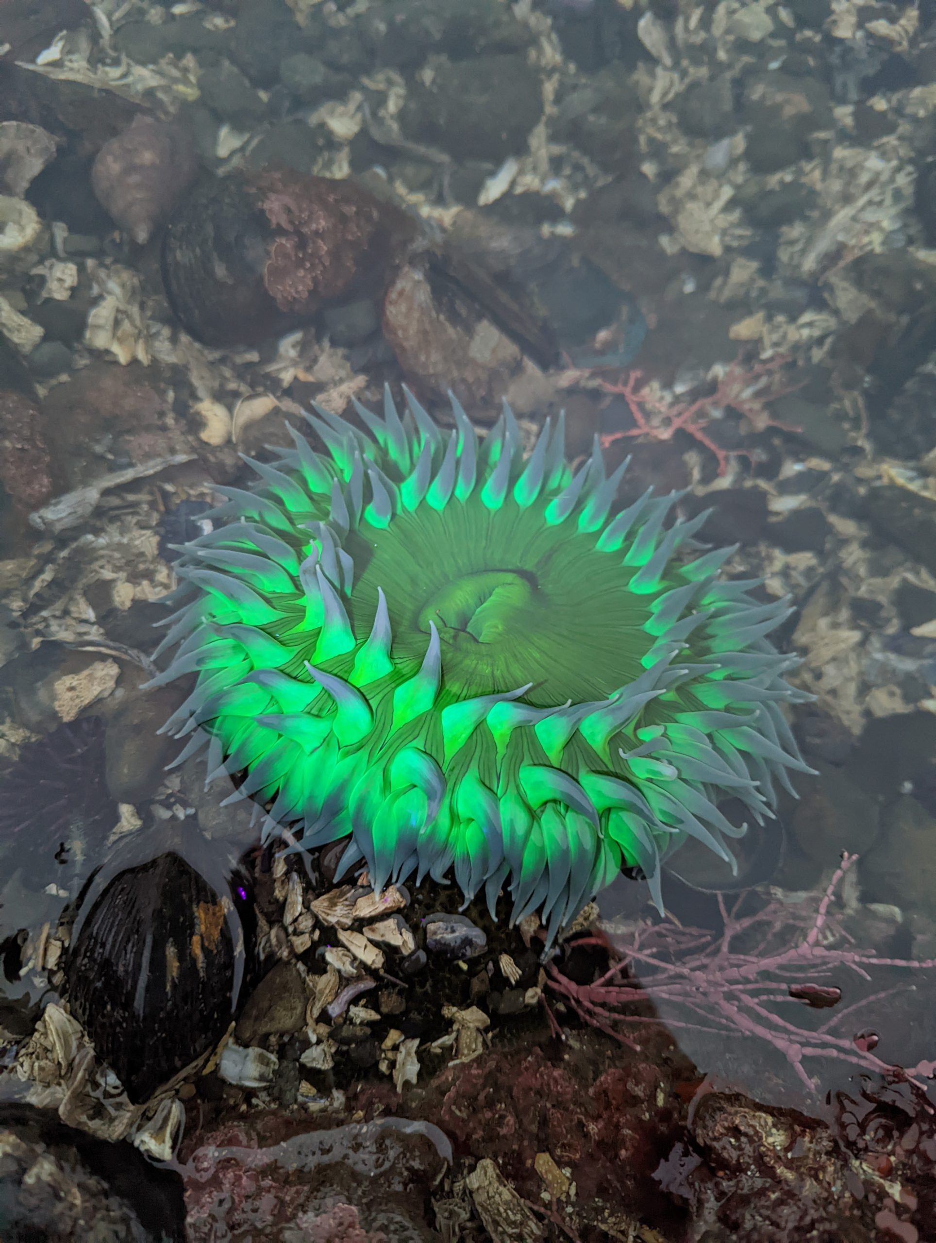 Seattle-area tide pool exploration guide | Seattle's Child