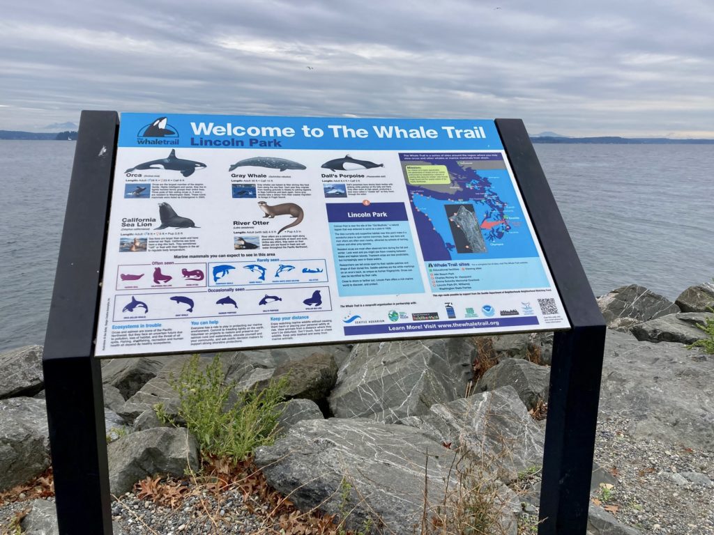 Whale watching around the Seattle area | Seattle's Child